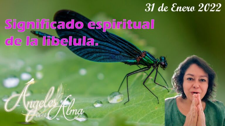 Descubre la belleza y significado de las libélulas con estas 10 ...